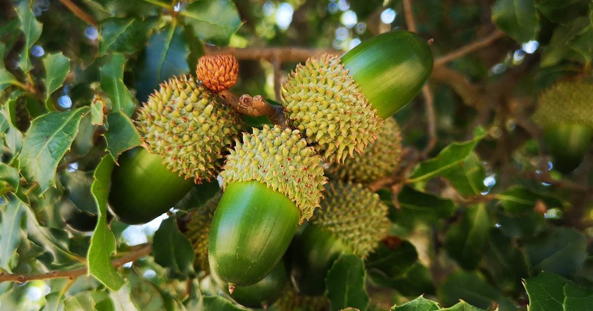 Roble: usos medicinales, propiedades y características