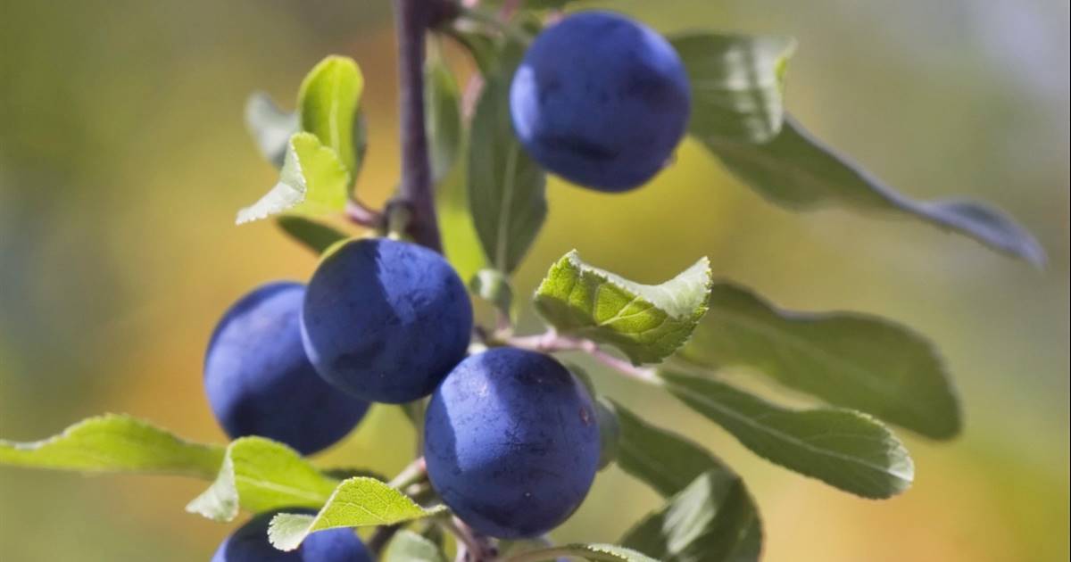 El endrino, un arbusto con frutos astringentes y antioxidantes