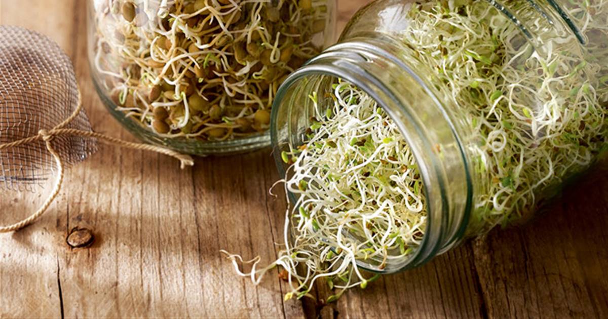 Propiedades y beneficios de la alfalfa