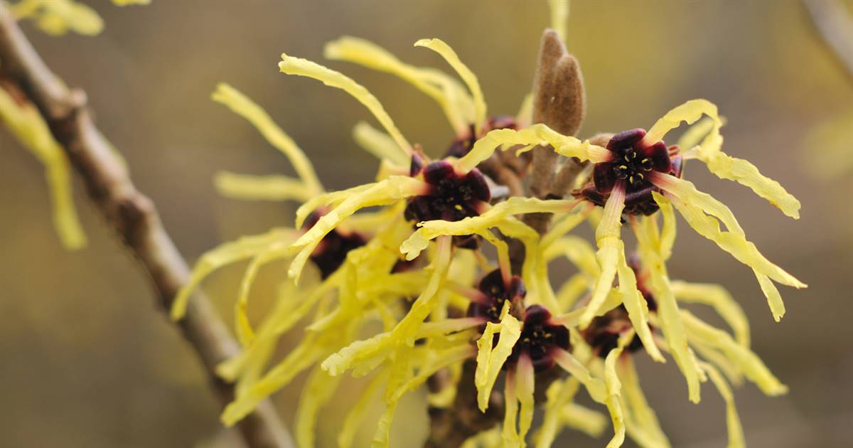 Hamamelis: propiedades, qué es y para qué sirve