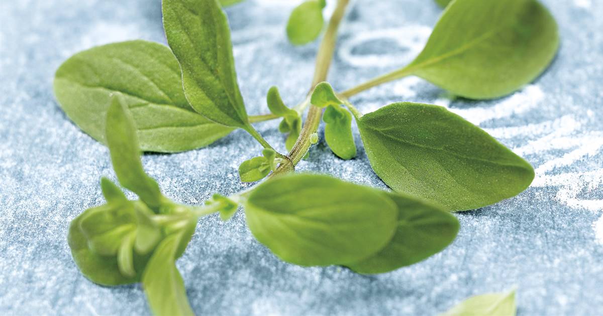 Mejorana: propiedades, usos y contraindicaciones