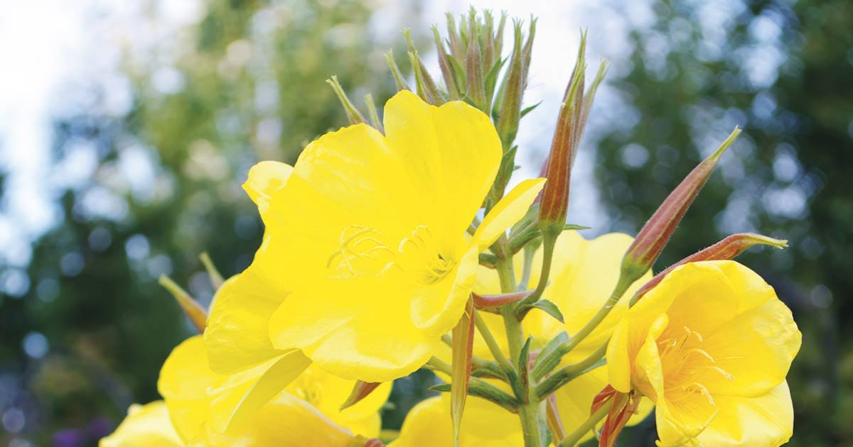 Onagra: propiedades, beneficios, contraindicaciones y cómo tomarla