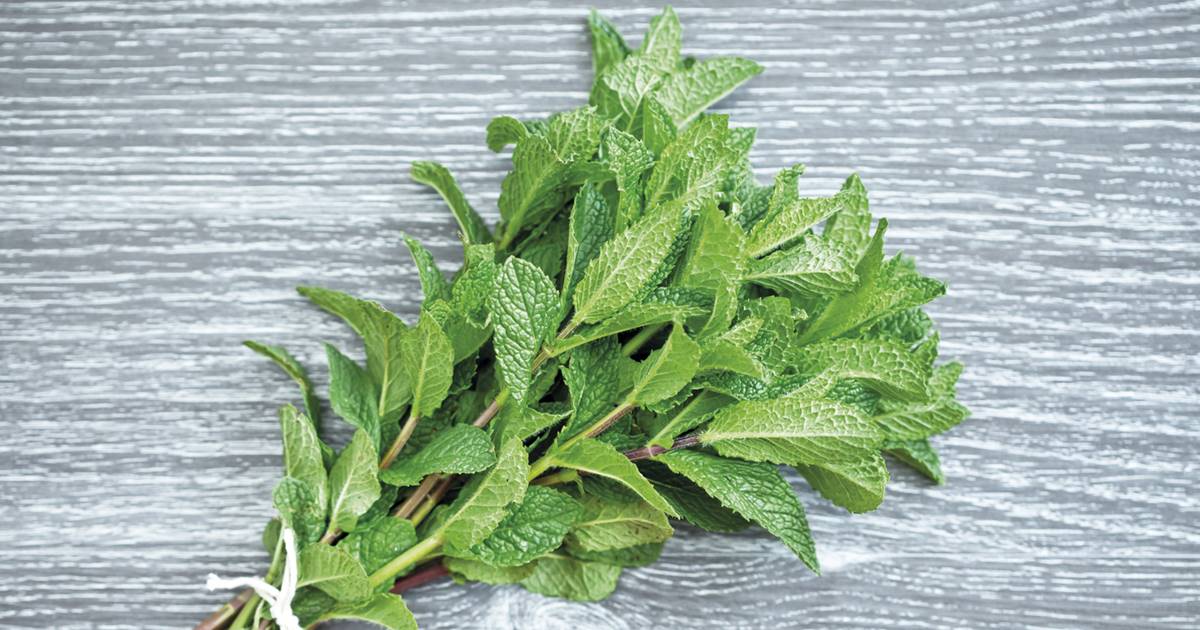 Menta piperita: propiedades, beneficios y cuidados