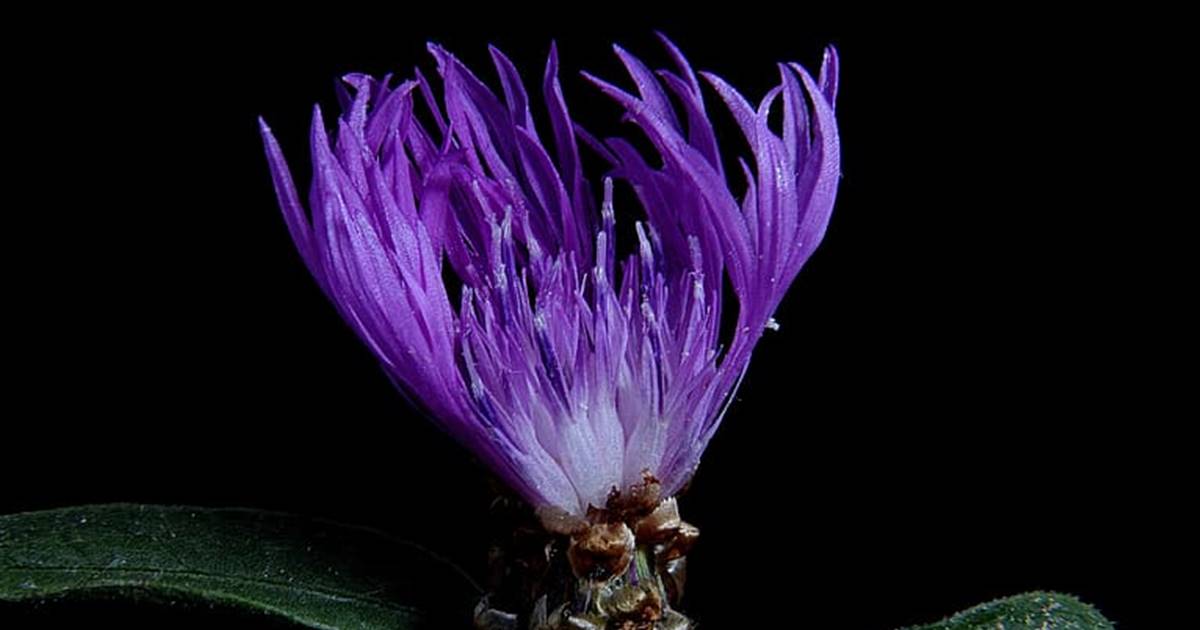 Centaura áspera o travelera: propiedades, beneficios y cómo tomarla