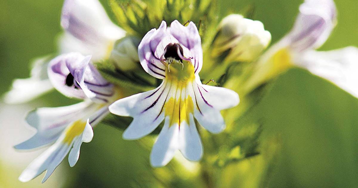 Eufrasia o Euphrasia officinalis: propiedades medicinales y beneficios