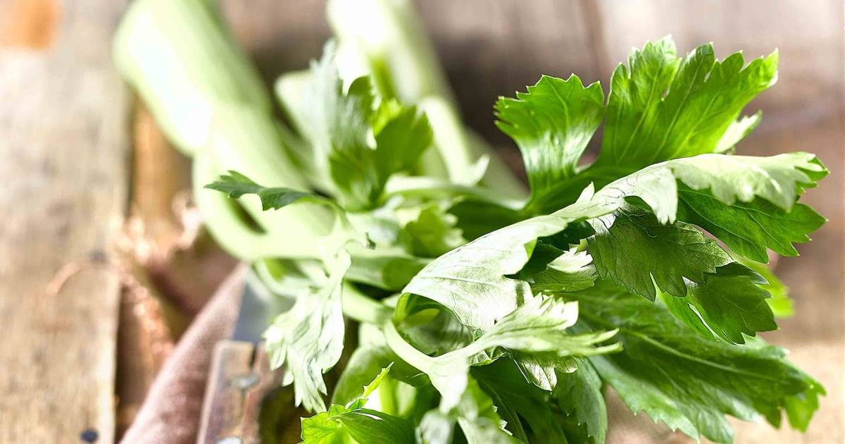 Apio: propiedades, beneficios y contraindicaciones