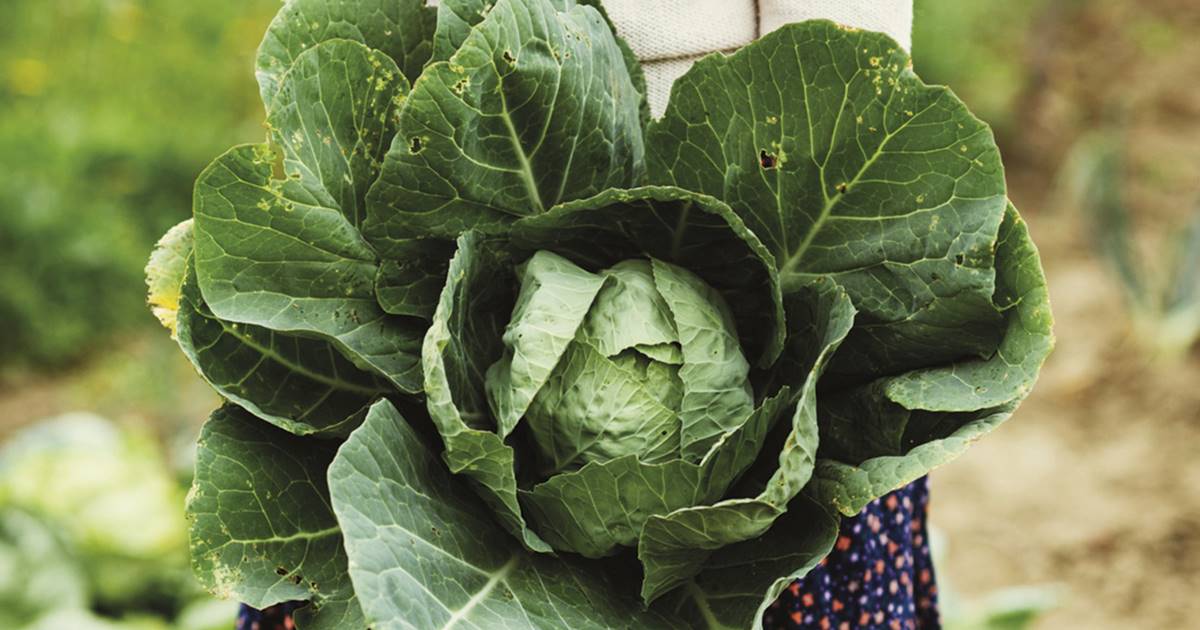 5 tipos de coles y cómo aprovecharlas: ¿con cuál te quedas?