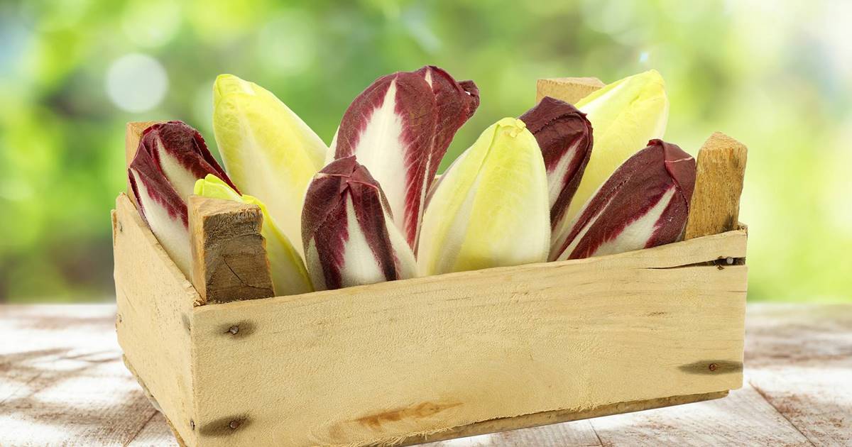 Propiedades de las endivias y beneficios para la salud