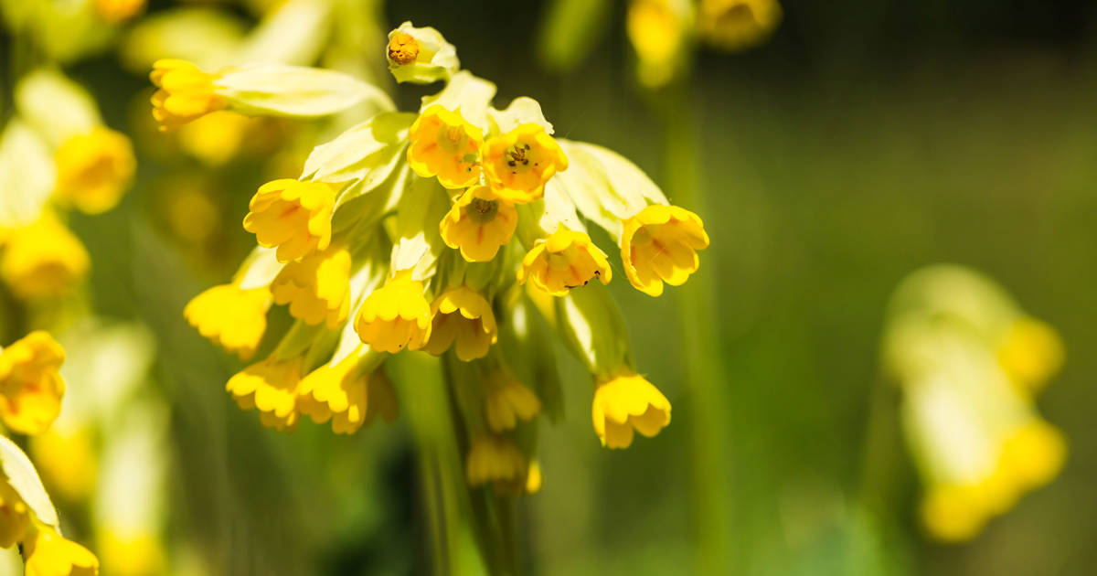 Primavera (Primula veris)