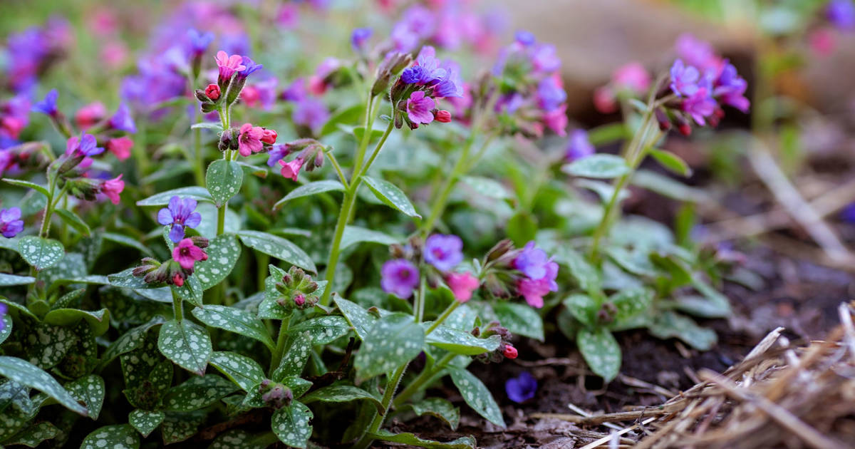 Pulmonaria