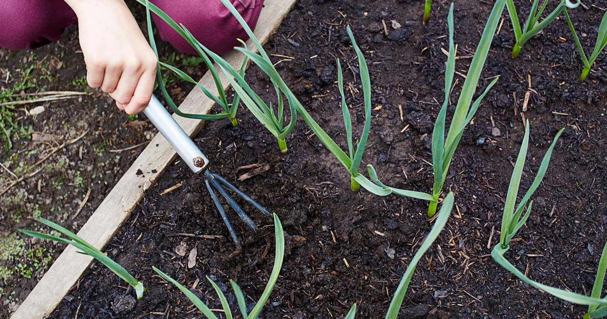 Plantar Cebollas En Contenedores