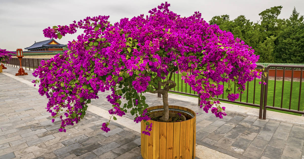 Buganvilla: cuidados básicos, características, variedades y cómo ...
