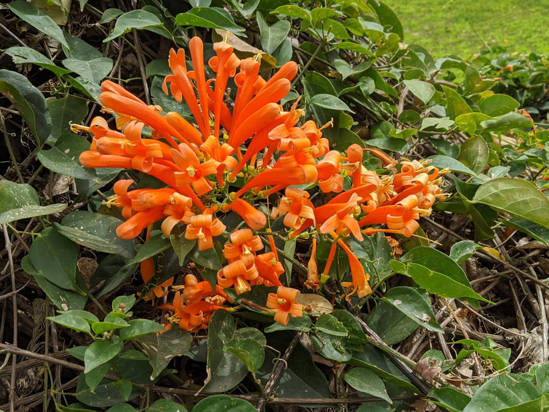 16 plantas trepadoras con flor que son bonitas, olorosas y embellecen ...