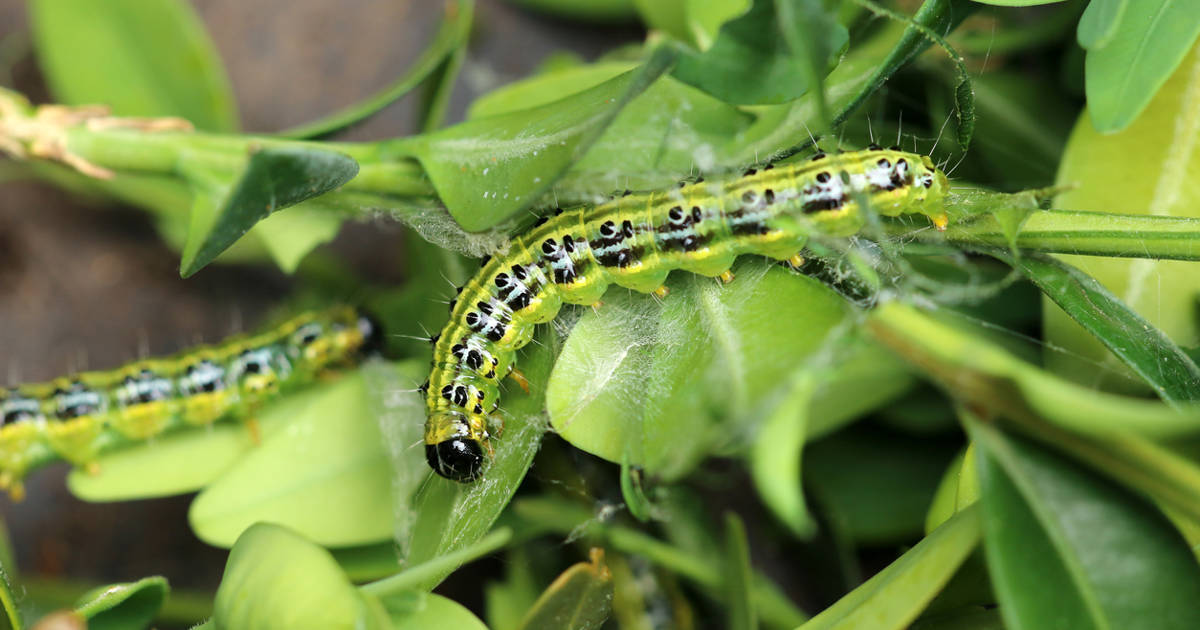 Cómo eliminar la polilla del boj sin tratamientos químicos
