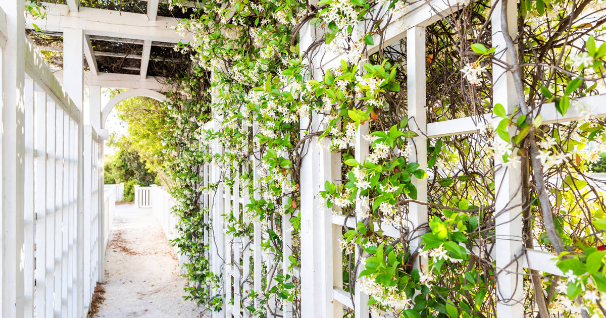 16 plantas trepadoras con flor que son bonitas, olorosas y embellecen ...