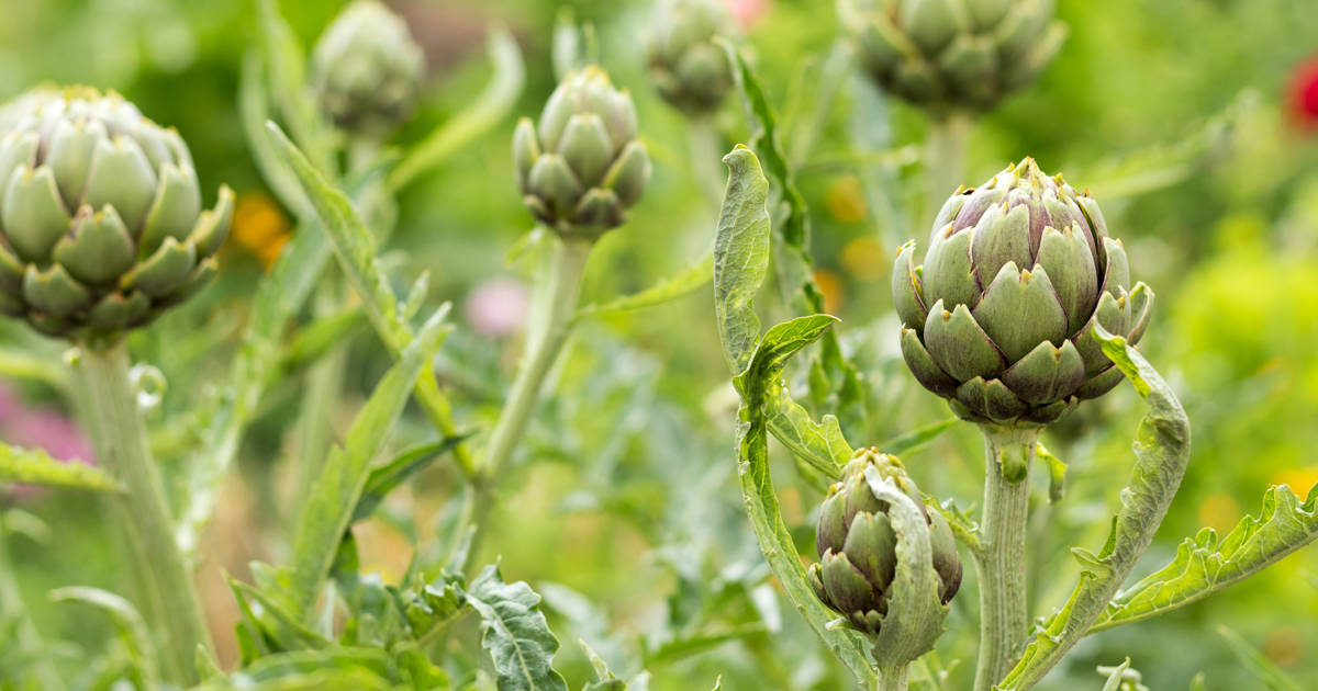 Cómo plantar y cultivar alcachofas: trucos para aprovechar la temporada ...