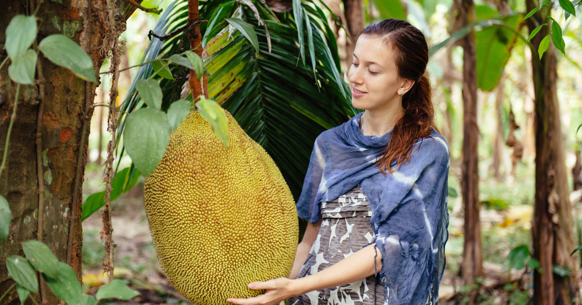 Jackfruit: qué es, cuáles son sus propiedades y cómo se cocina (con 2 ...
