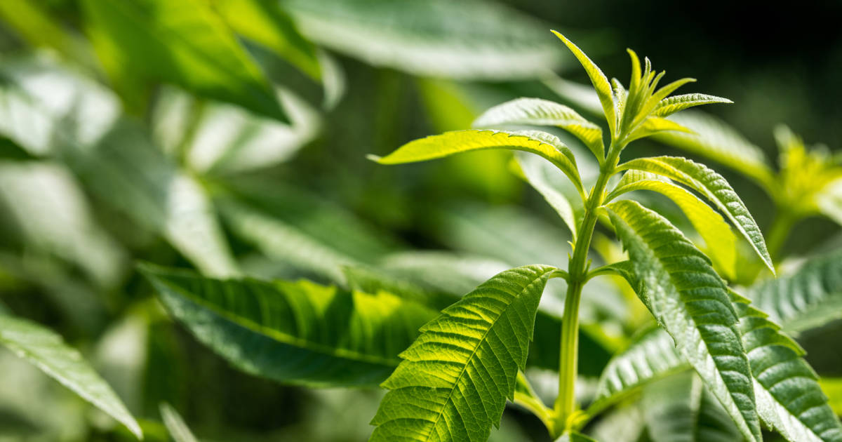 Hierba luisa: propiedades, usos y contraindicaciones