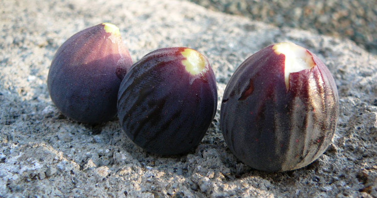 Higos y brevas: diferencias, temporada y cómo disfrutarlos