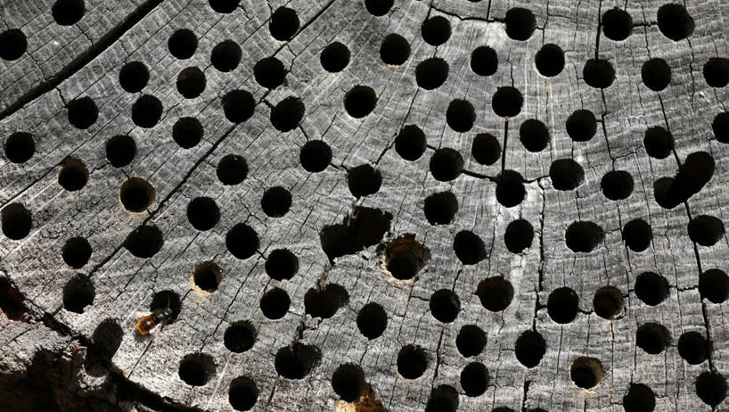 Tripofobia: qué es y cuál es el origen de la fobia a los agujeros (o a ...