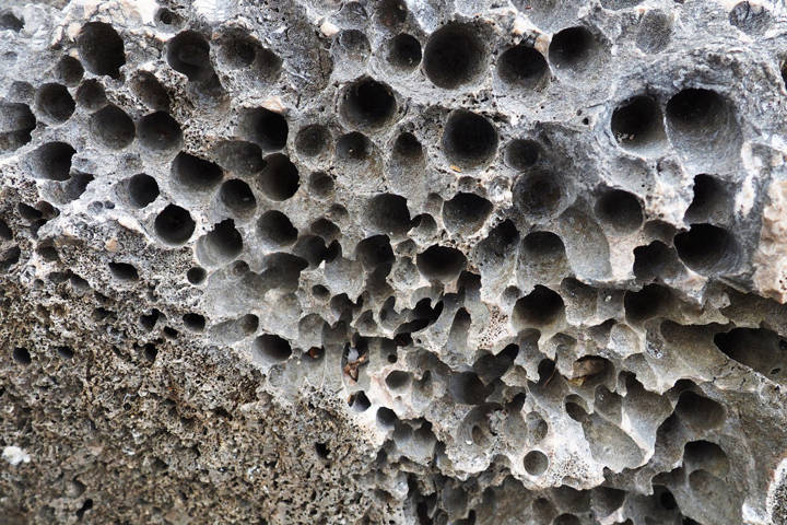 Tripofobia: qué es y cuál es el origen de la fobia a los agujeros (o a ...