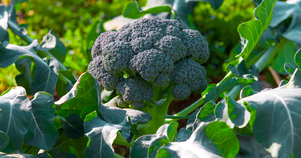 Plantar brócoli: cómo cultivarlo, cuidarlo y cosecharlo