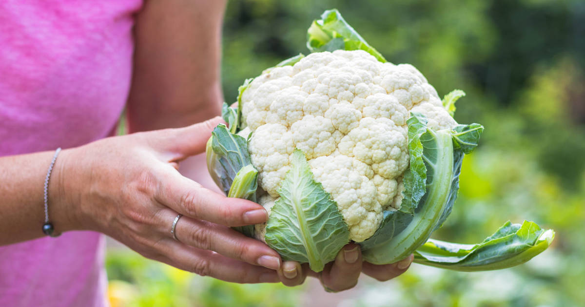 Cómo plantar coliflor paso a paso y que crezca hermosa