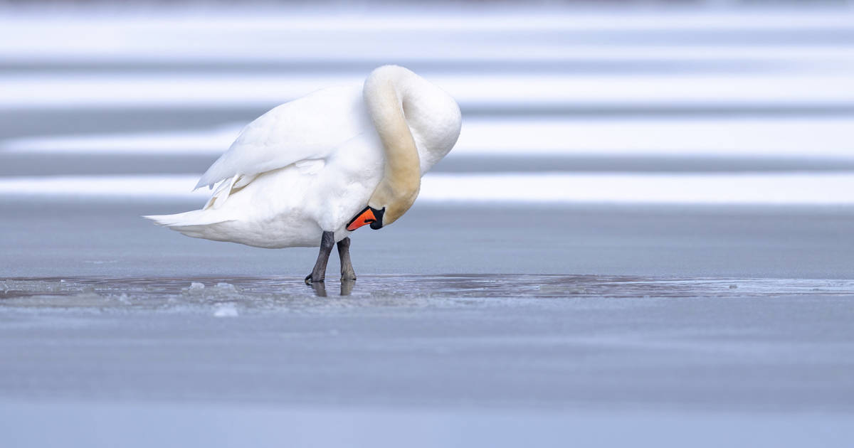 Qué significa el color blanco y cómo influye en tus emociones