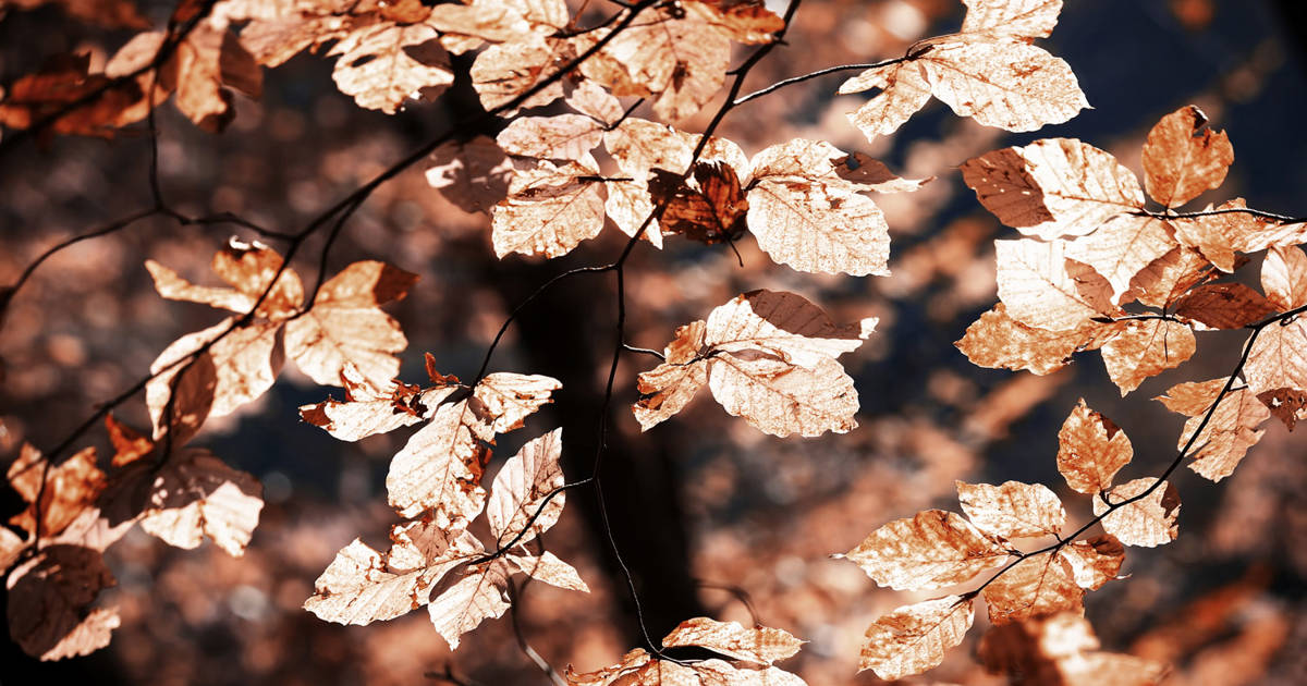 Color marrón: significado espiritual y psicológico de un color muy ...