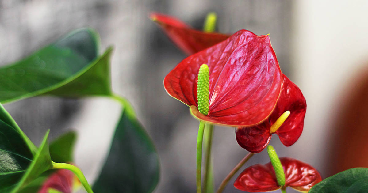 Anturio: cómo cuidar esta bonita planta de interior de origen tropical