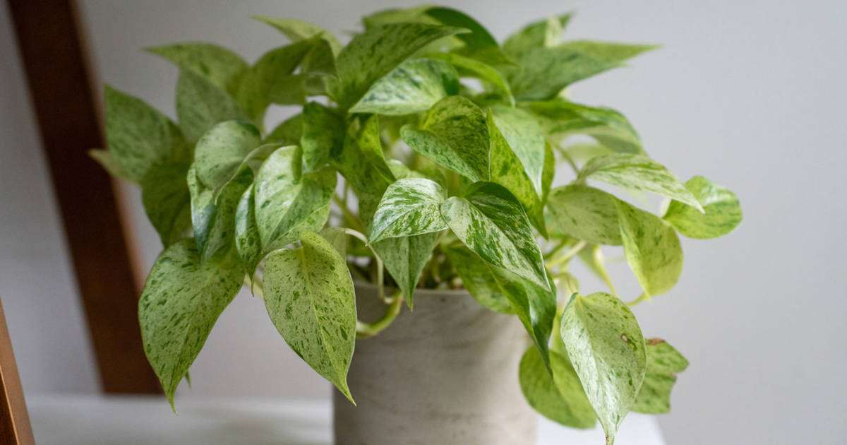 Poto: qué cuidados necesita la planta que ayuda a purificar el aire de ...