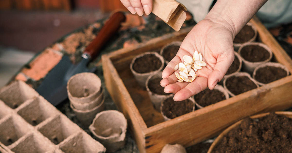 El truco para calcular cuánta verdura sembrar en el huerto (y disfrutar ...
