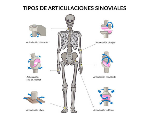 Articulaciones del cuerpo humano: qué son y cómo funcionan