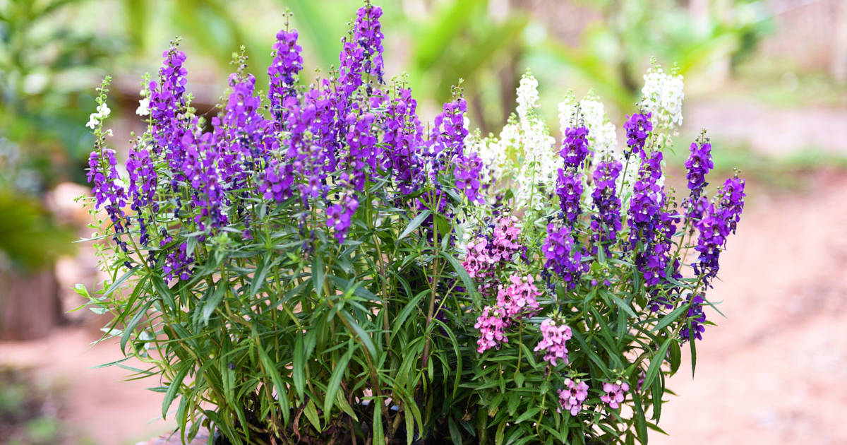 Cómo cuidar la angelonia, la planta de flores espectaculares que aún ...