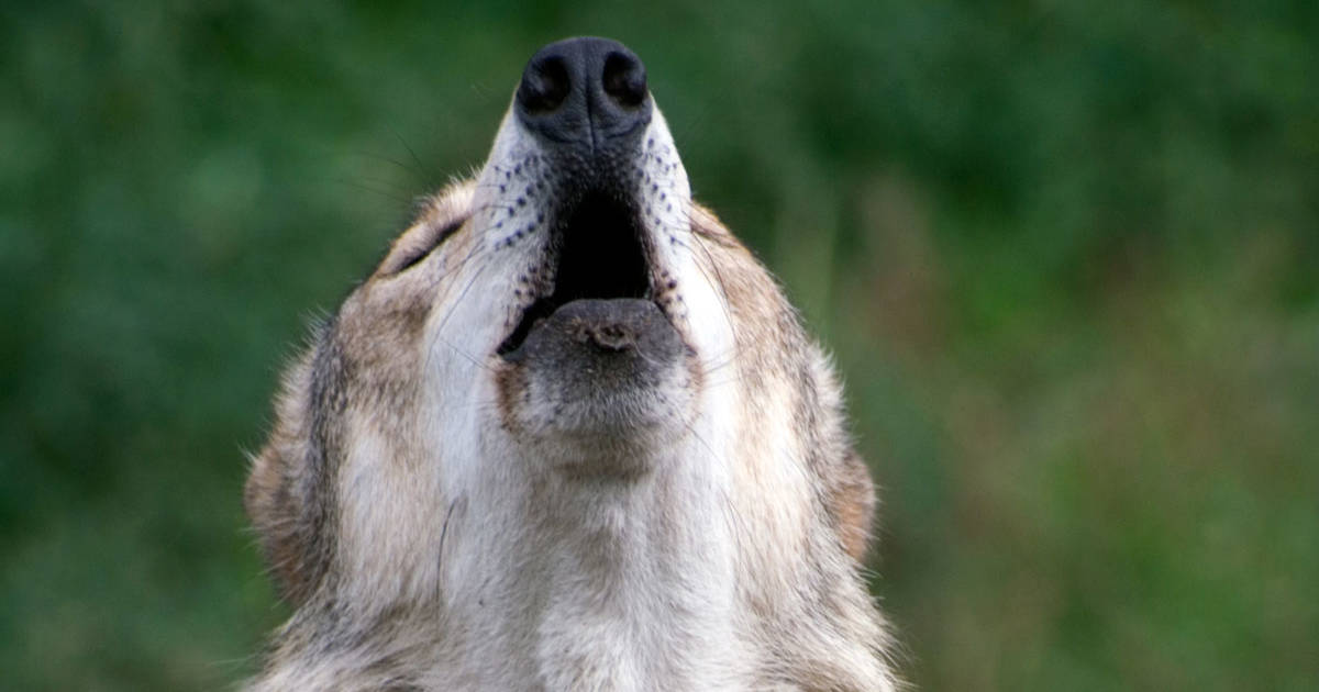 Lo que los lobos saben por instinto y tú puedes hacer para ser más feliz