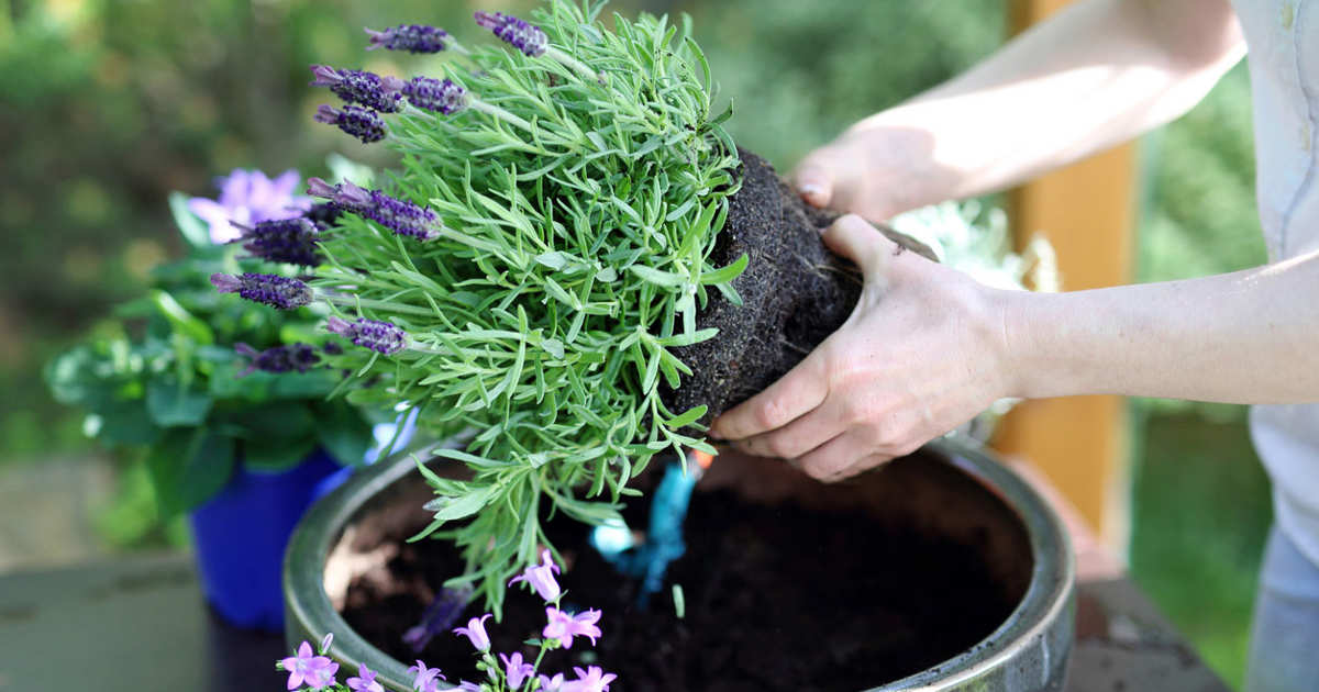 Cómo Lograr Que La Lavanda Crezca Grande Y Bonita En Maceta