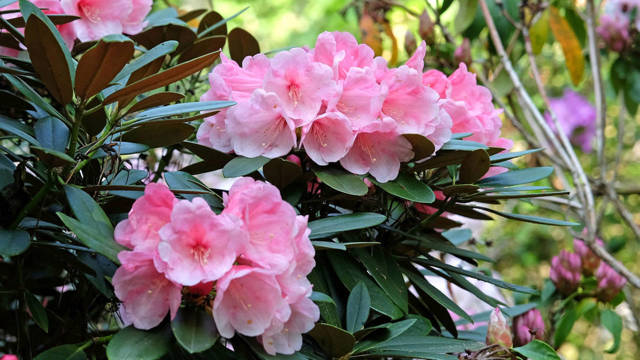 Cómo dar sombra a las plantas y qué tipo de sombra necesita cada una ...