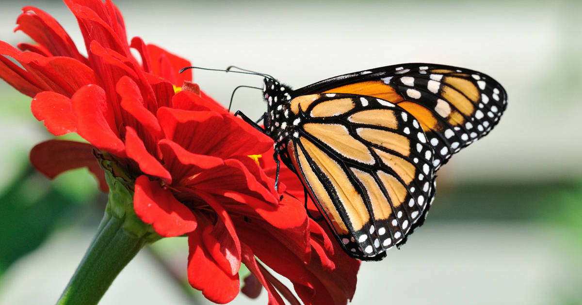 Plantas Que Atraen Mariposas Plantas Que Atraen Mariposas