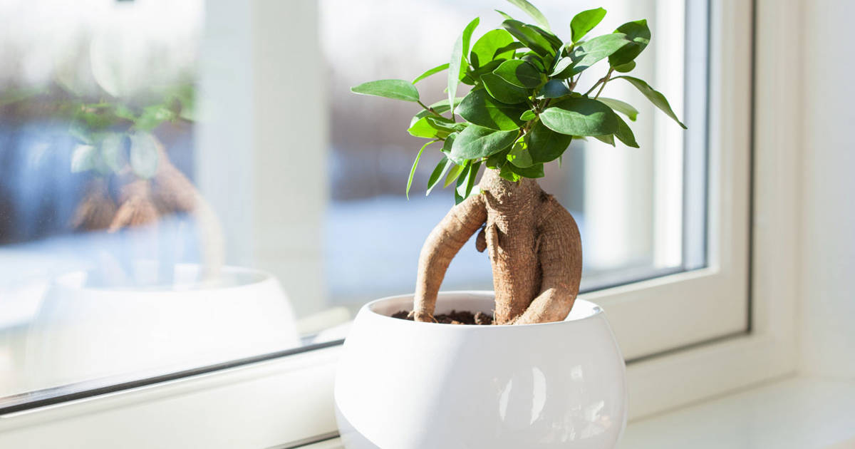 Ficus ginseng o laurel de la India: los mejores cuidados para que este ...