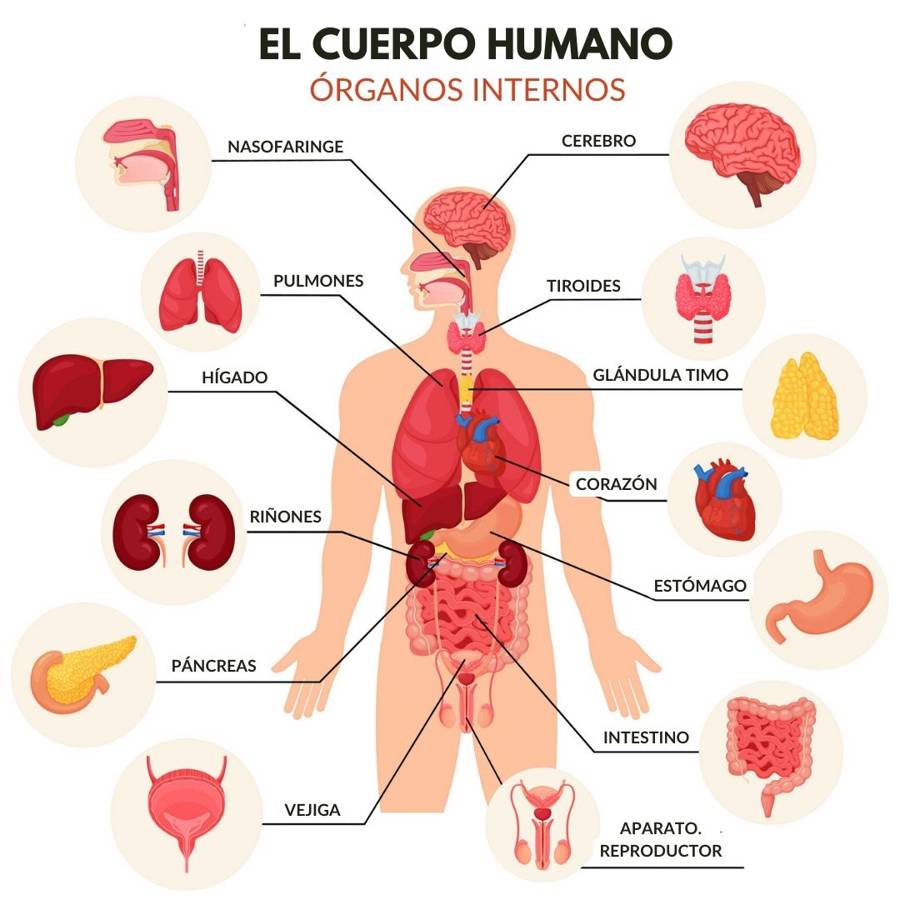 30 rganos Del Cuerpo Humano 20 Ejemplos De Organos Del Cuerpo Humano 30 rganos Del Cuerpo Humano 20 Ejemplos De Organos Del Cuerpo Humano