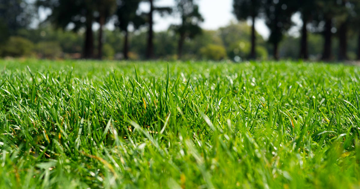 Por qué pintar el césped de verde no es tan buena idea