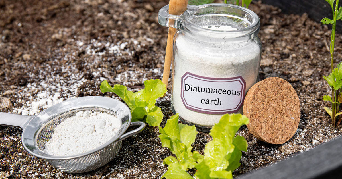 Tierra de diatomeas: qué es y para qué sirve este gran multiusos de la ...