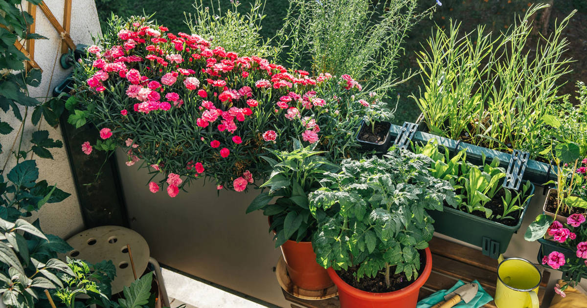 Plantas Para Contenedores A Pleno Sol, Colgantes 🌺 CARDENALES 🌺