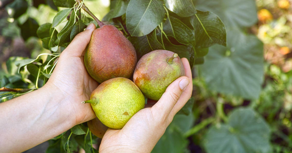 Peras de verano: las variedades más jugosas, dulces y refrescantes