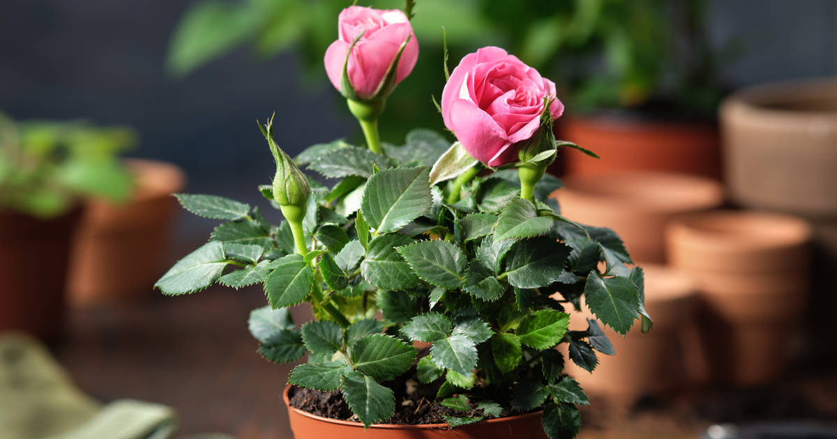 Cómo cuidar tu rosal mini en otoño e invierno para que vuelva a ...