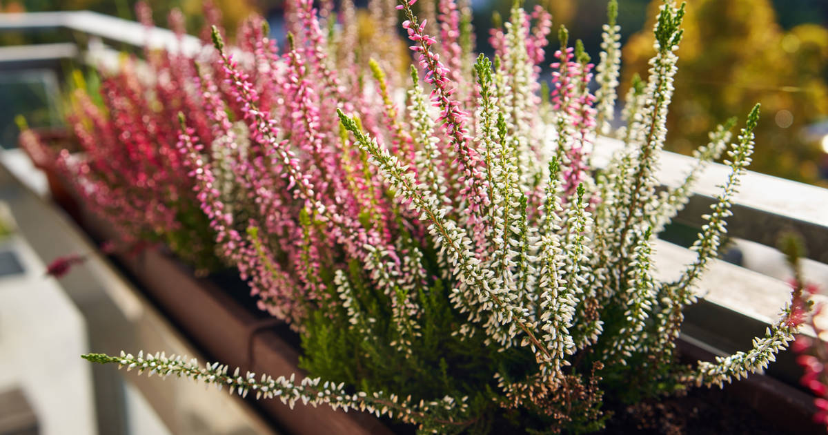Cómo cuidar del brezo: la planta que da vida al jardín en otoño y lo ...