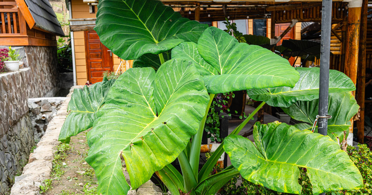 Oreja De Elefante O Marquesa Cómo Cuidar Esta Bonita Planta Para Que