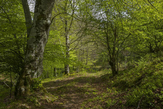 Los 5 hayedos más bonitos de España para hacer una escapada en otoño y ...