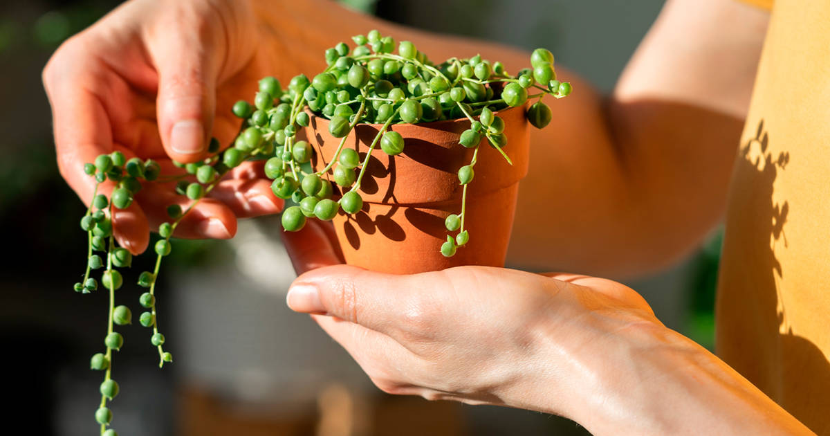 Las 5 plantas mini más bonitas para un balcón pequeño: fáciles de ...