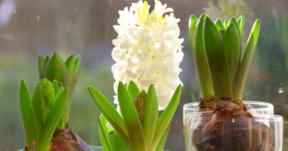 Cómo cultivar tus jacintos en un vaso de agua: te dará flores preciosas ...